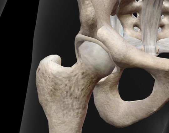 Anatomía Del Fémur Y La Cadera Anatomía De La Cadera: | Seram