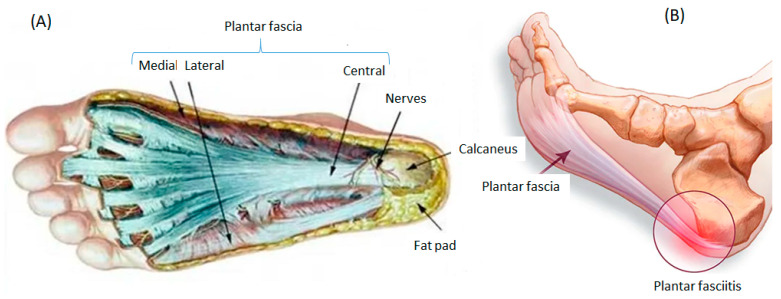 Definir Anatomía De La Fascia